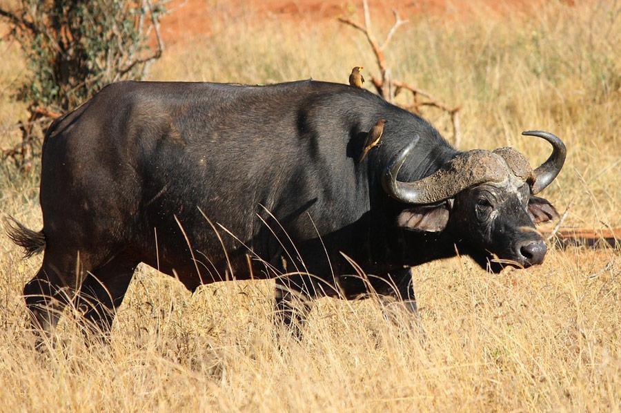 Big 5 - Wildlife - Attractions - Shadows Of Africa